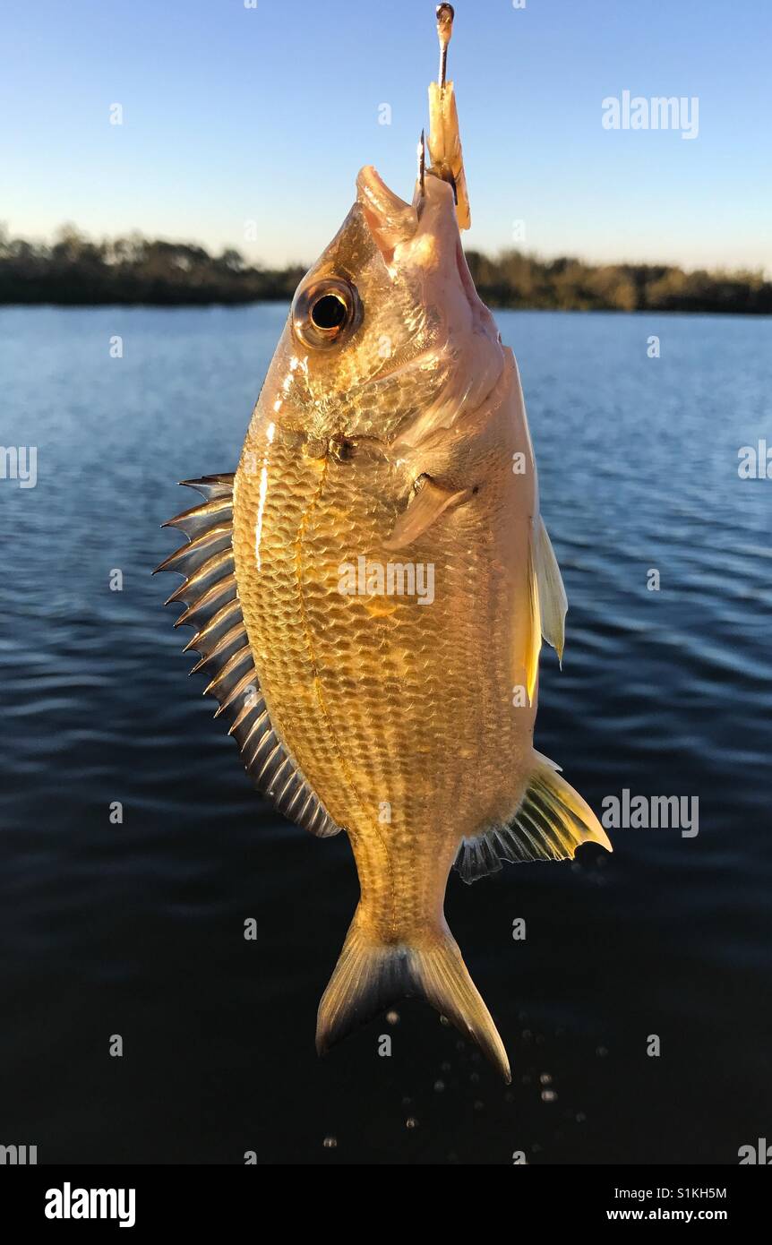 Small bream hi-res stock photography and images - Alamy