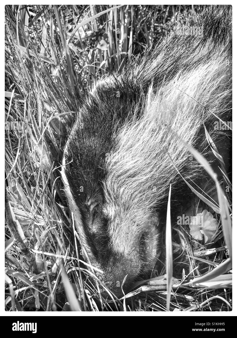 Badger close up hi-res stock photography and images - Alamy
