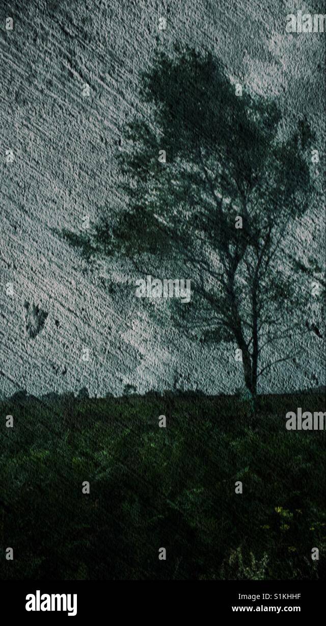 Tree in wind and rain Stock Photo - Alamy