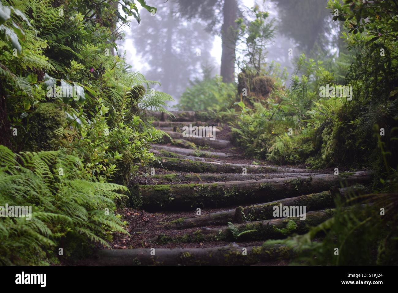 Nature tree leaf hi-res stock photography and images - Alamy