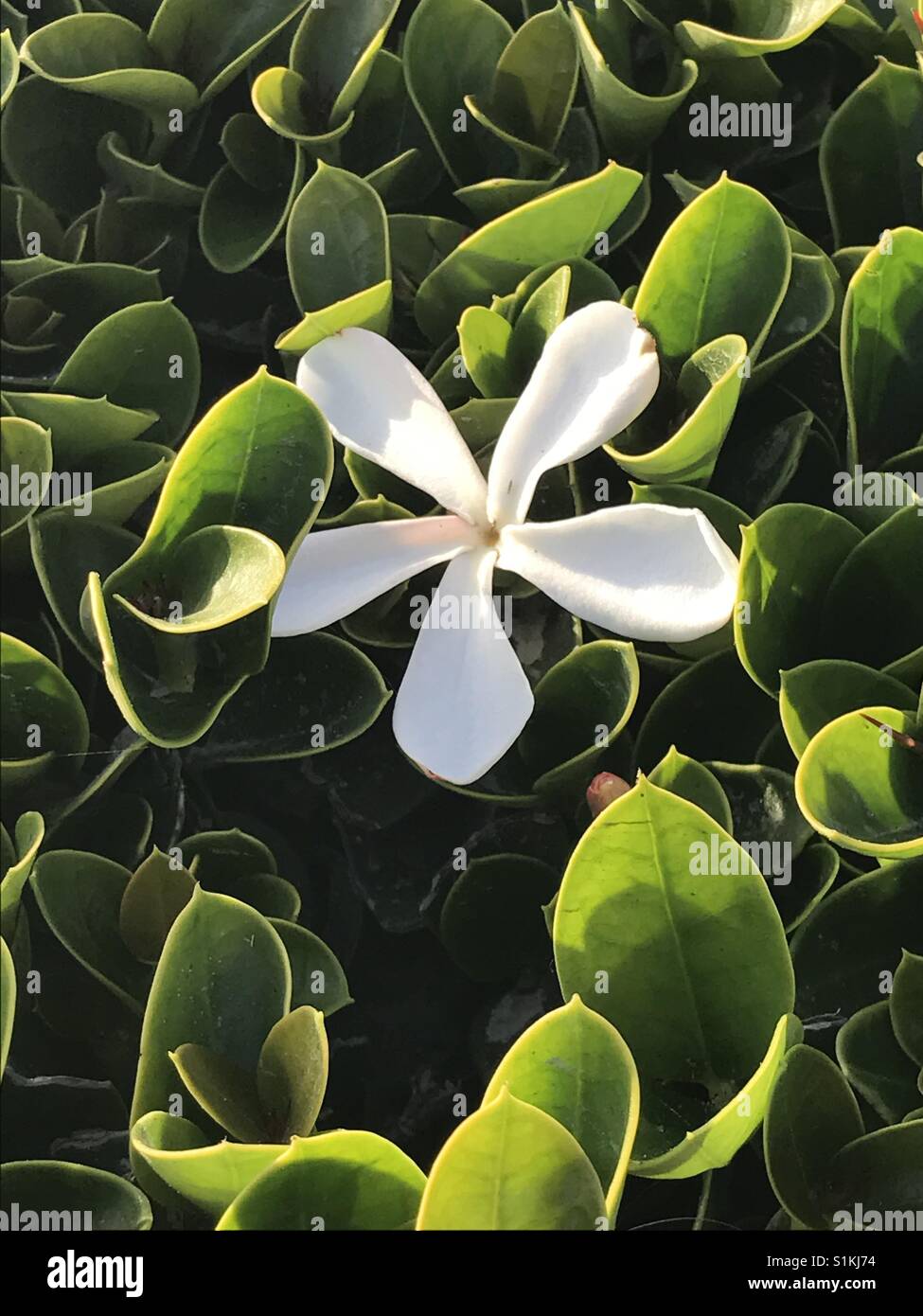 Ruff diamond hi-res stock photography and images - Alamy