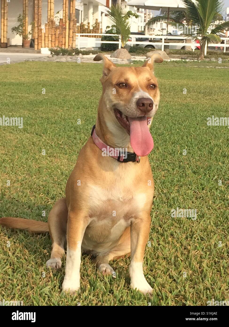 Creole dog hi-res stock photography and images - Alamy