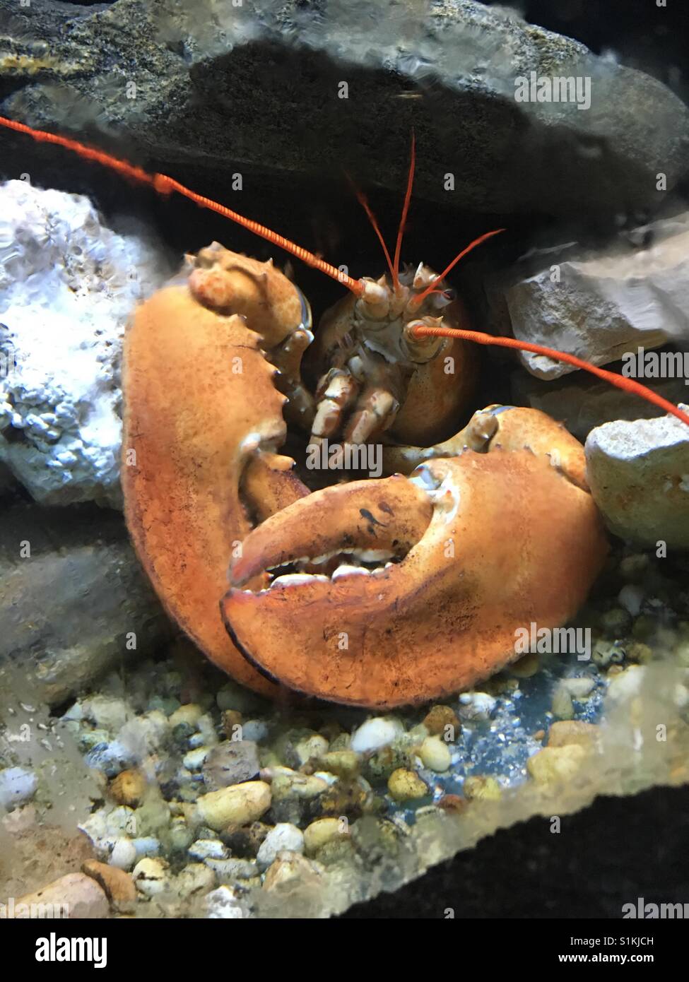 Ocean life aquarium hi-res stock photography and images - Alamy