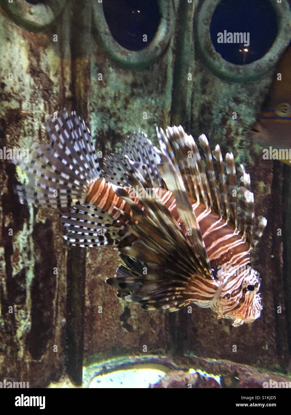 The lion fish hi-res stock photography and images - Alamy