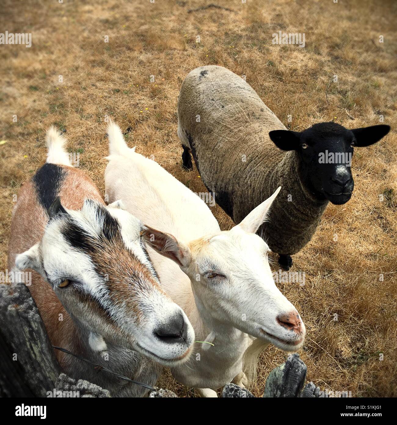 Farm animals together hi-res stock photography and images - Alamy