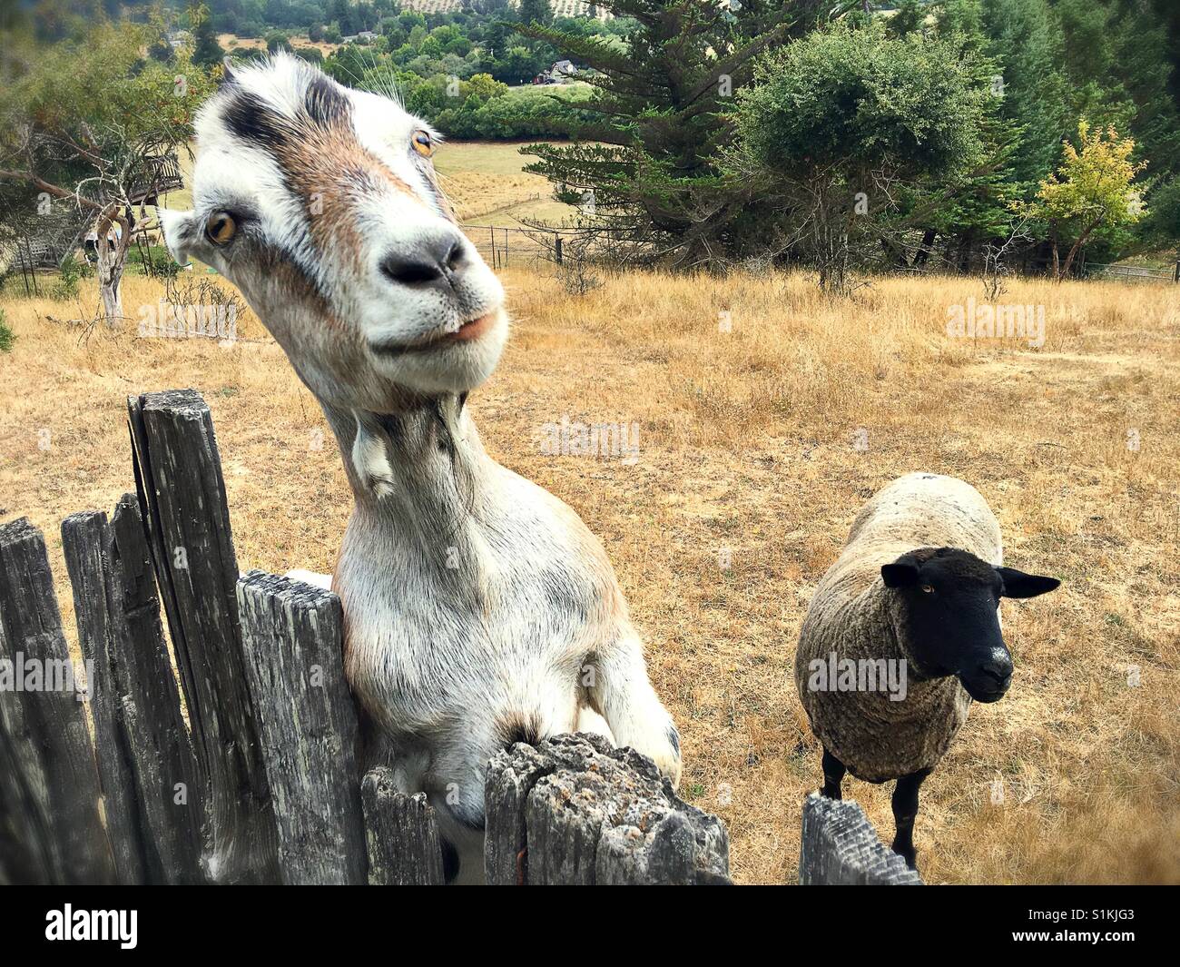 Sheep and goat farm hi-res stock photography and images - Alamy