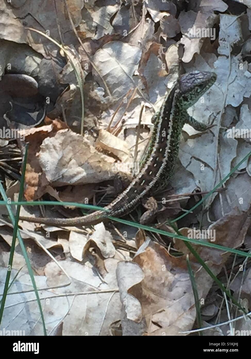 Striped lizard hi-res stock photography and images - Alamy