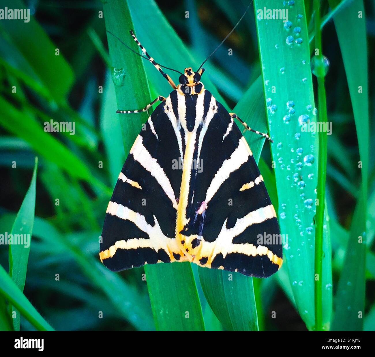 Jersey tiger moth hi-res stock photography and images - Alamy