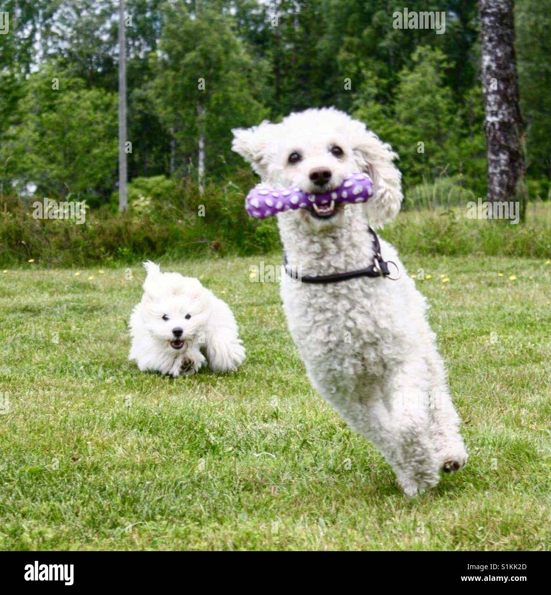 Two dogs running around hi-res stock photography and images - Alamy