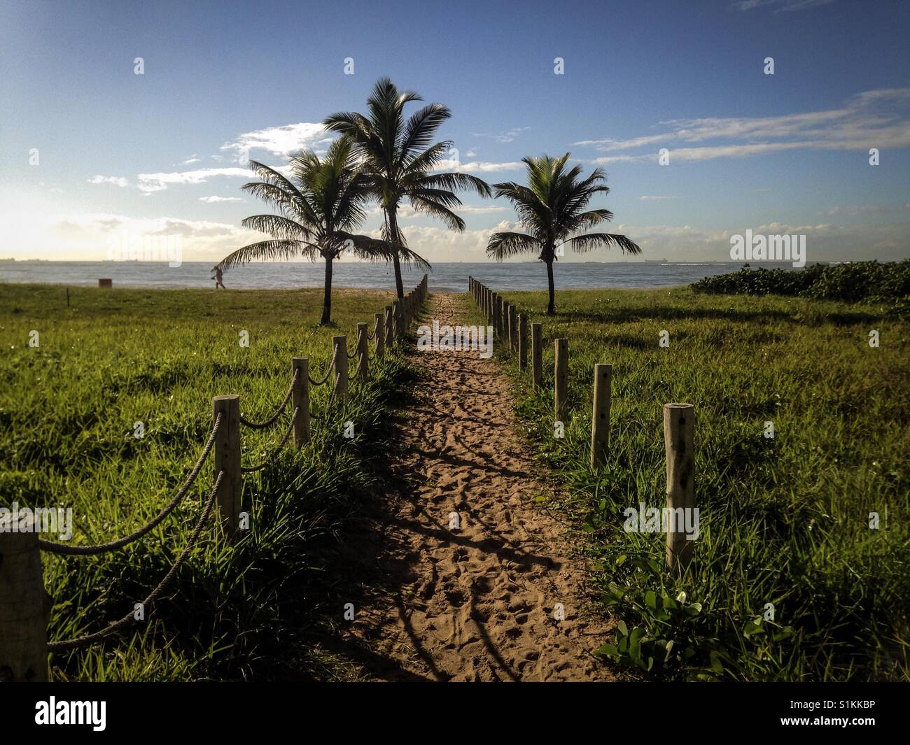 View of sand pathway leading to the beach and palm trees against blue ...