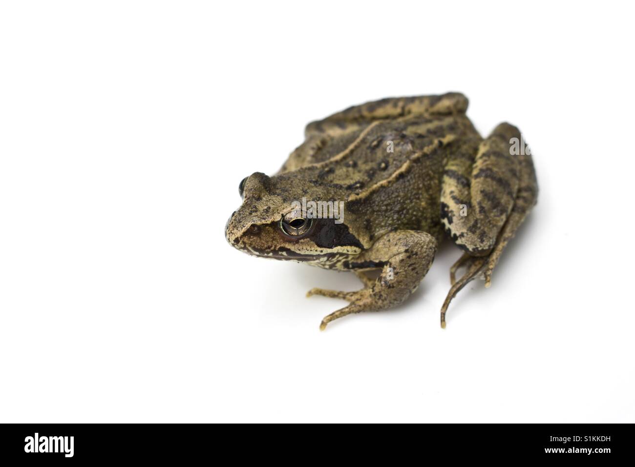 Common frog white background hi-res stock photography and images - Alamy