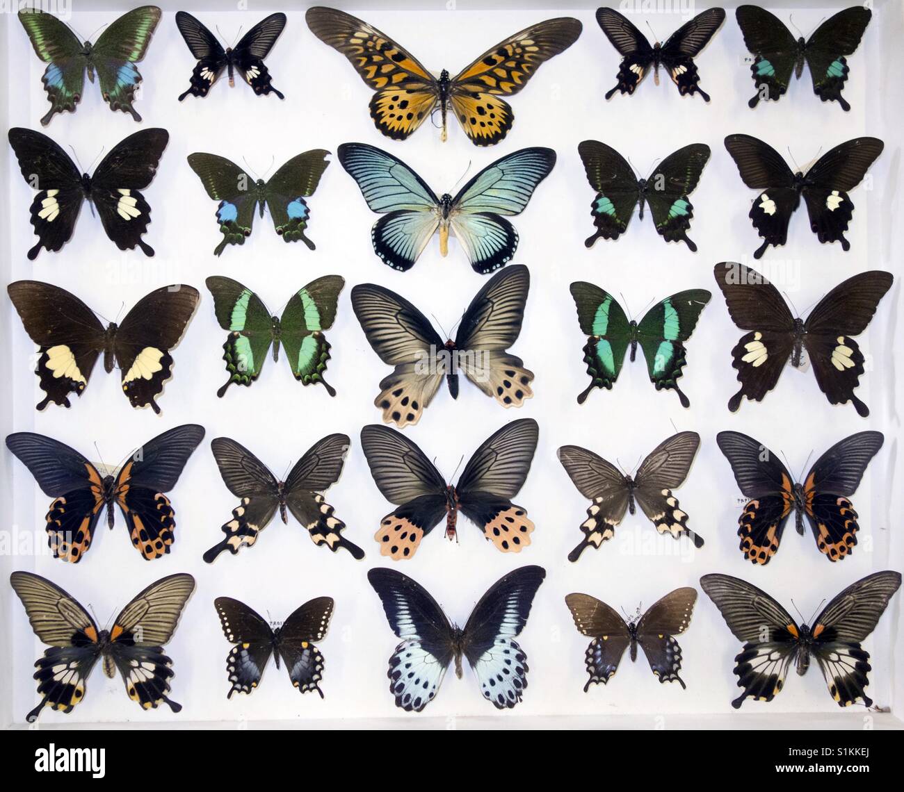 Butterfly collection victorian hi-res stock photography and images - Alamy