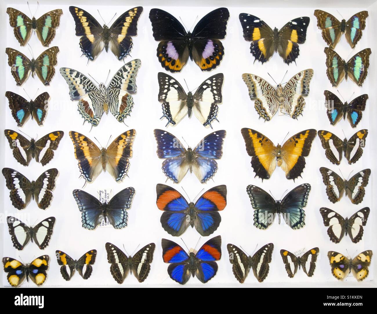 Butterfly collection victorian hi-res stock photography and images - Alamy
