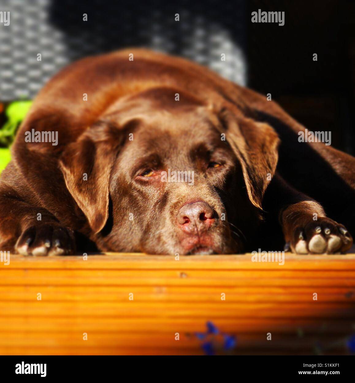 Labrador nose hi-res stock photography and images - Alamy