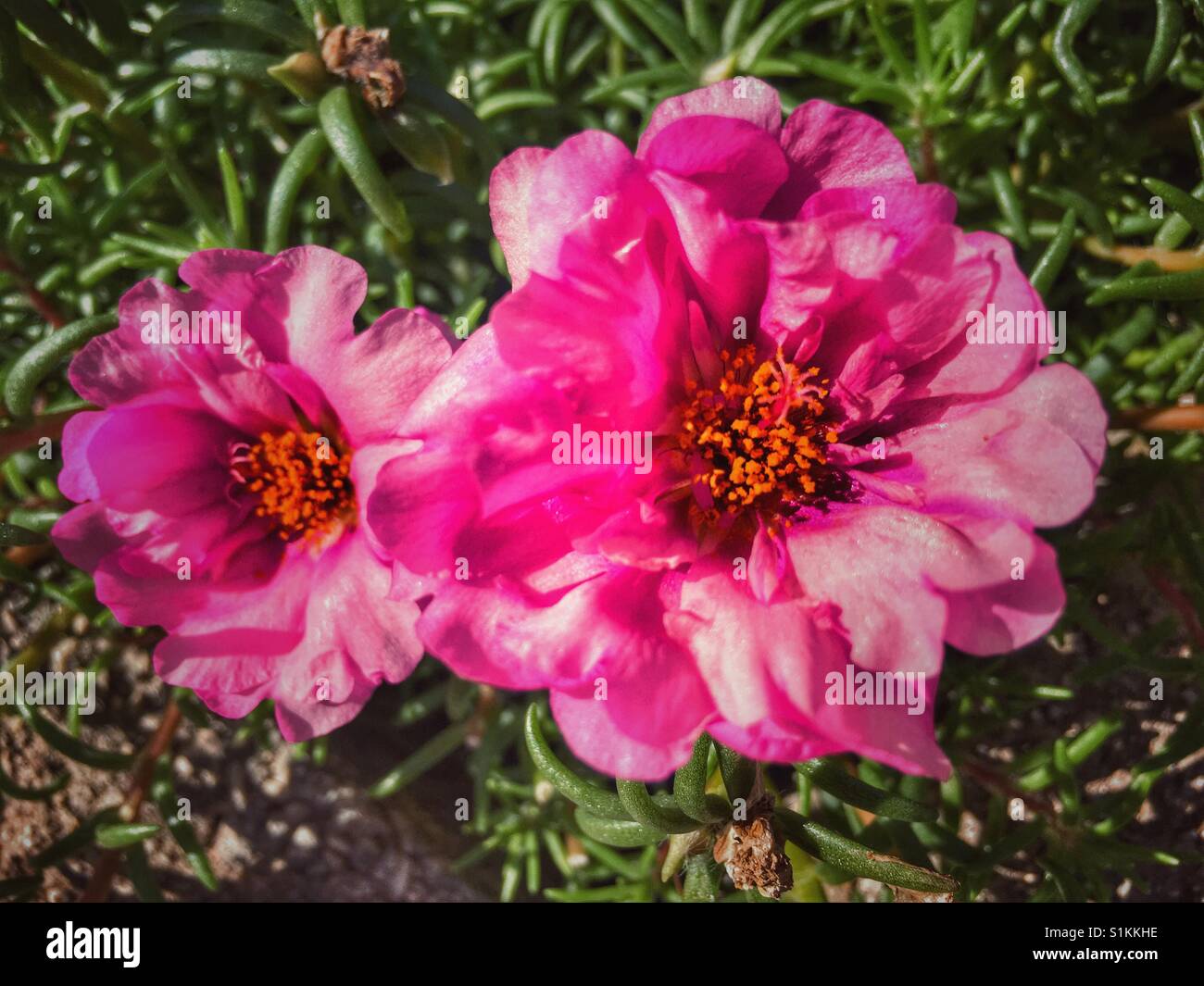 Portulaca grandiflora, also known as moss rose Stock Photo - Alamy