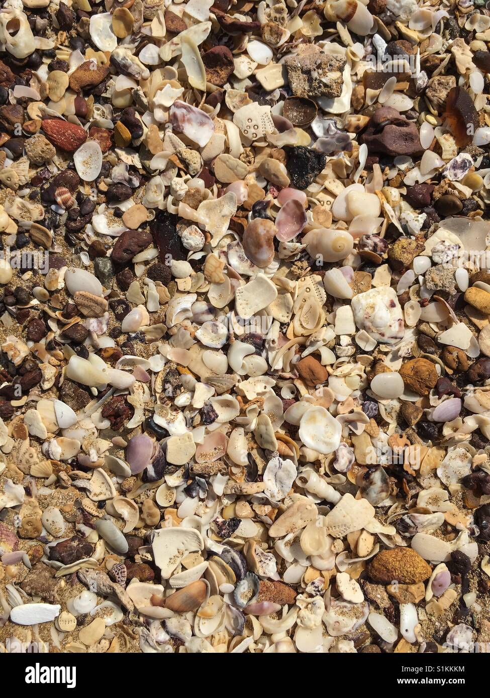 Shells at the beach Stock Photo - Alamy