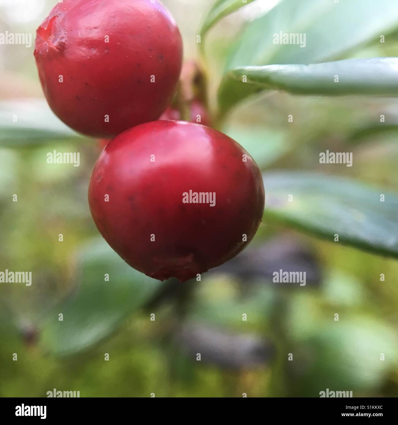 Closeup of bright red edible berries in Finnish forest Stock Photo - Alamy