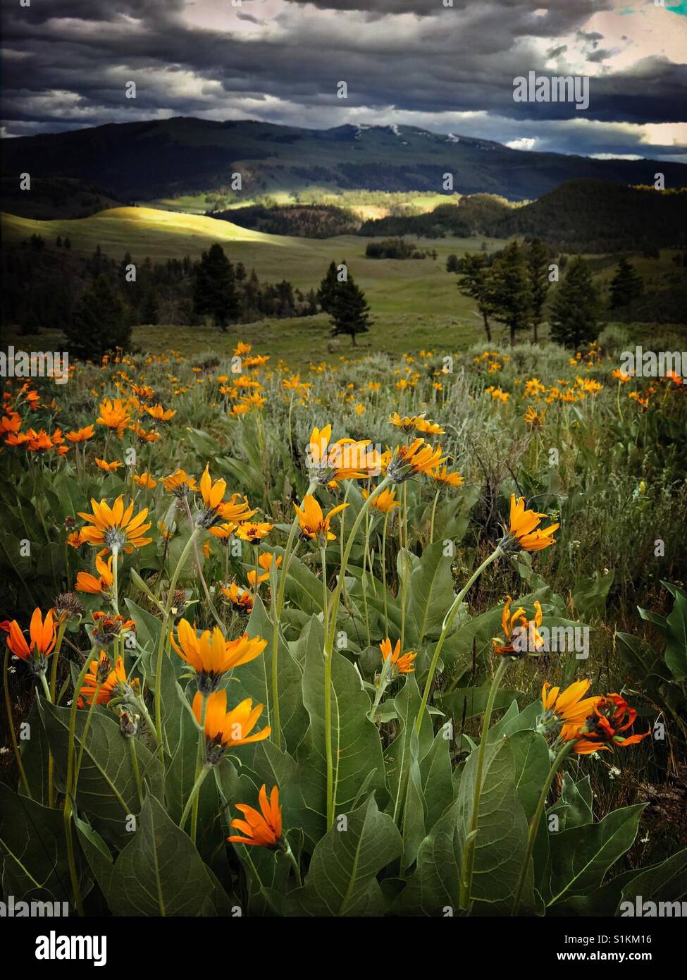 Spring flowers bloom on a hillside in Yellowstone National Park ...