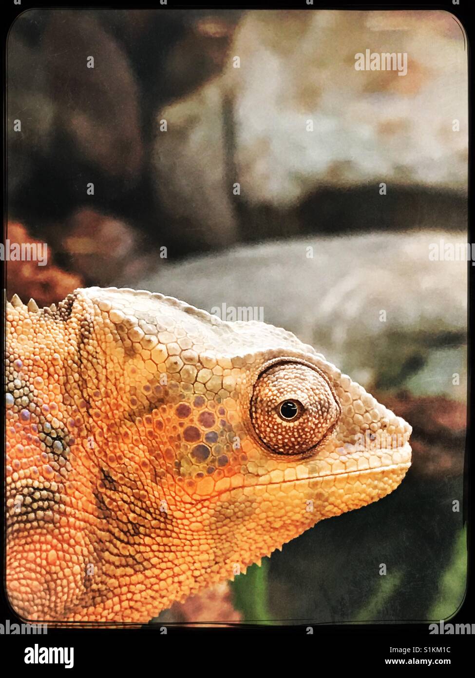 Pet lizards hi-res stock photography and images - Alamy