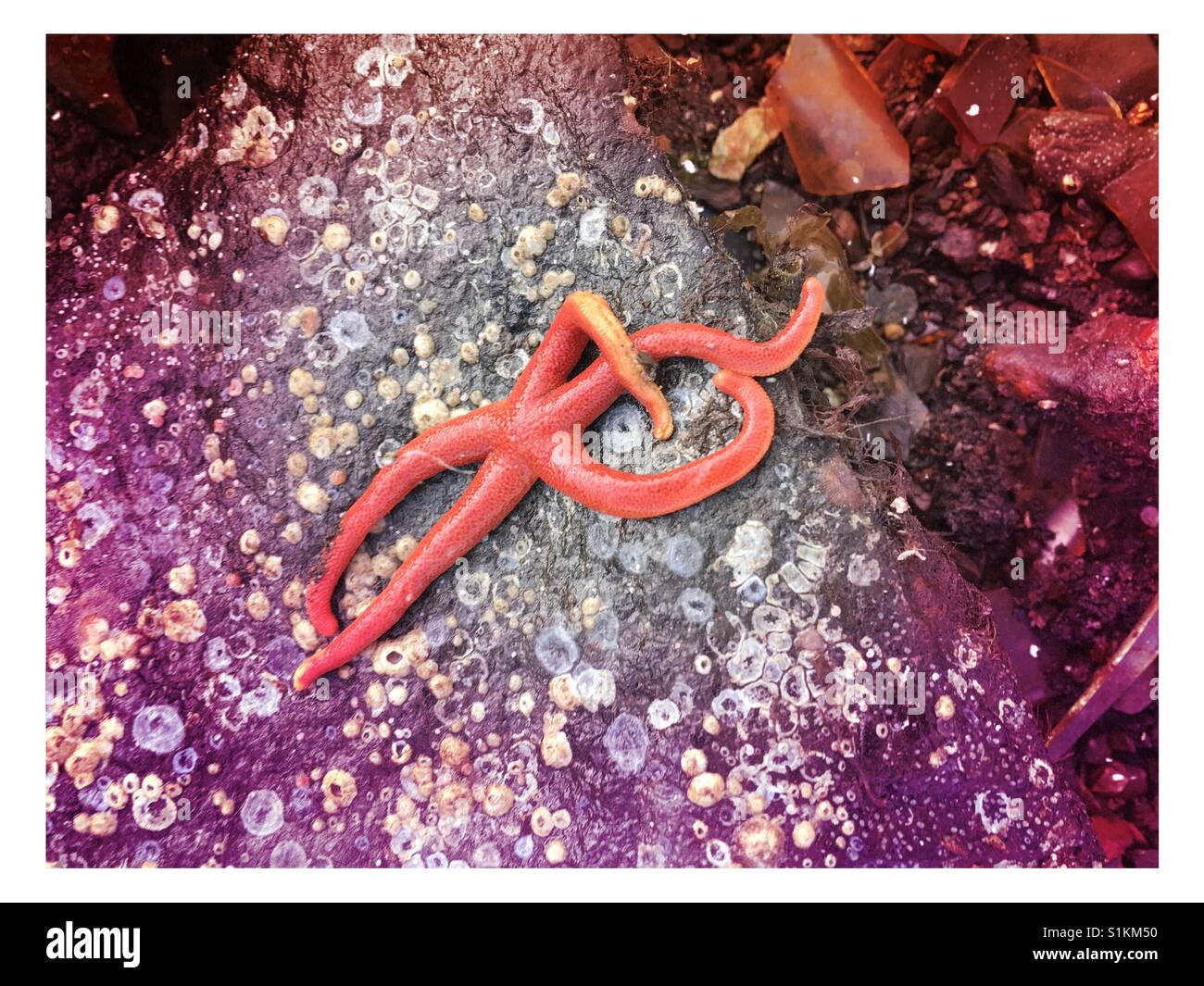 Starfish low tide alaska hi-res stock photography and images - Alamy