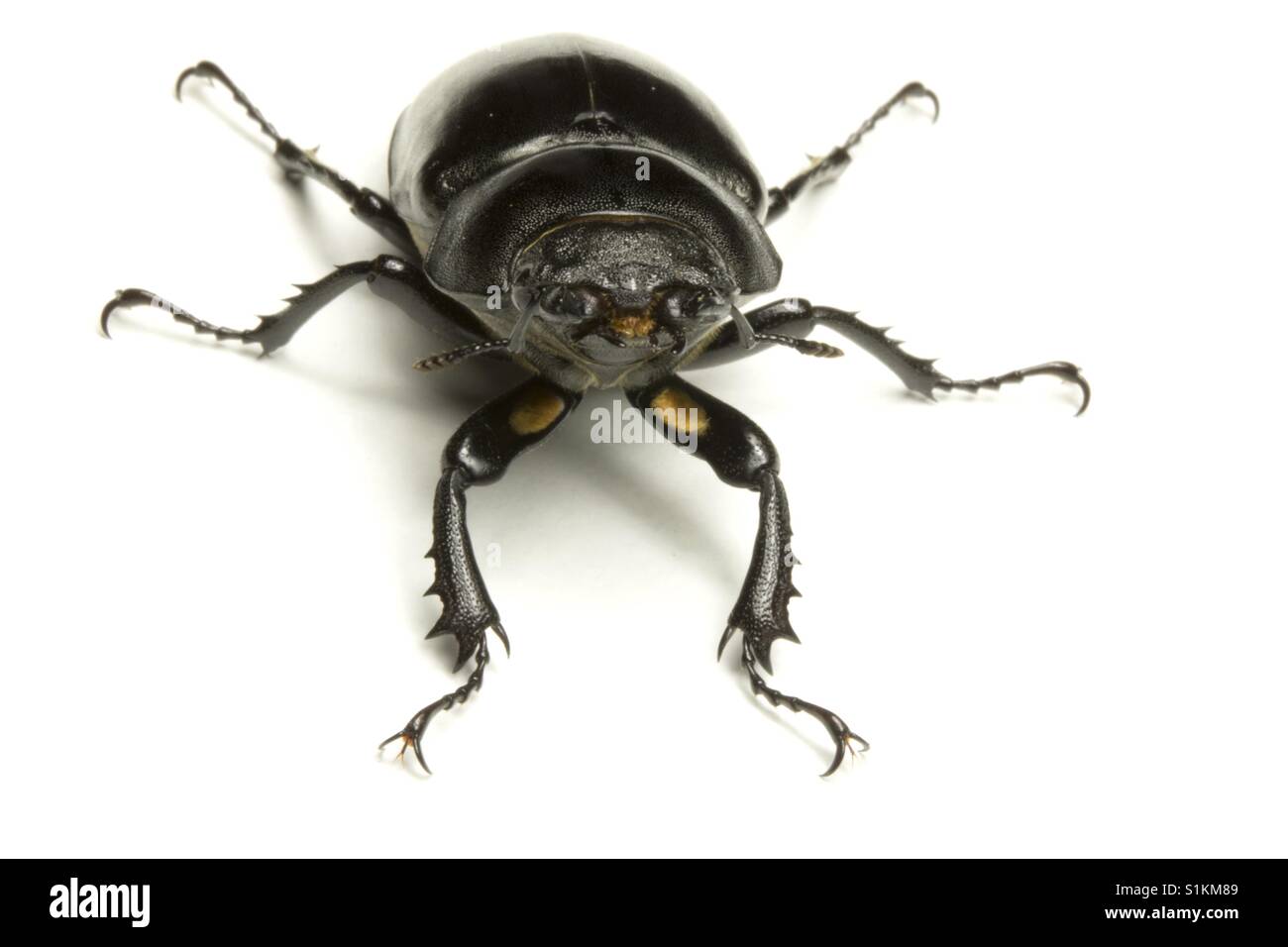 Female stag beetle hi-res stock photography and images - Alamy