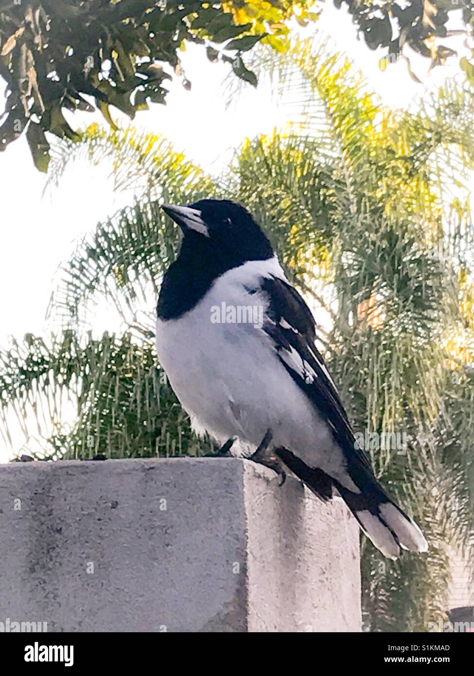 Butcher bird hi-res stock photography and images - Alamy