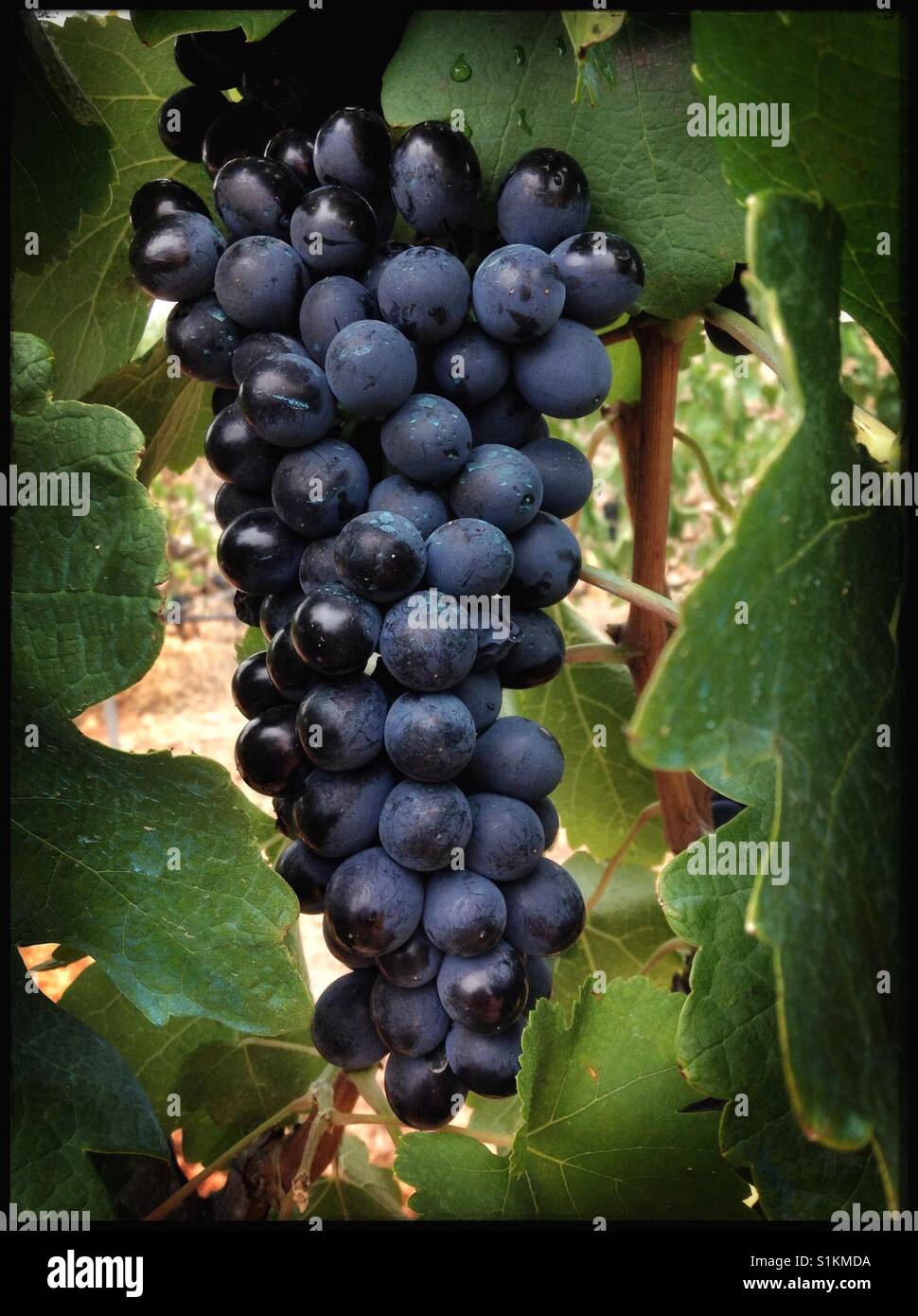 Syrah grapes ripening on the vine, Catalonia, Spain Stock Photo - Alamy
