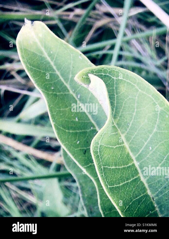 Milkweed leaf hi-res stock photography and images - Alamy