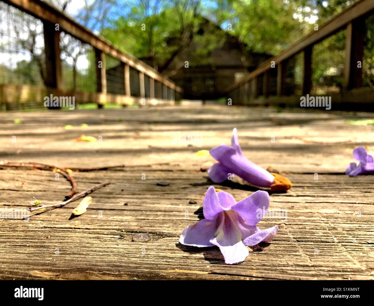 Frontfocus hi-res stock photography and images - Alamy