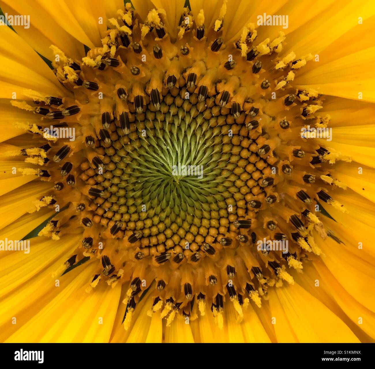 Flowerhead with seeds hi-res stock photography and images - Alamy