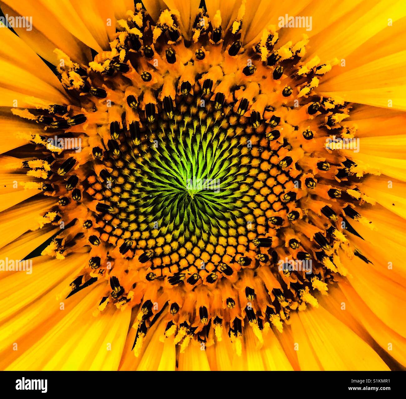 Center Of Sunflower High Resolution Stock Photography and Images - Alamy