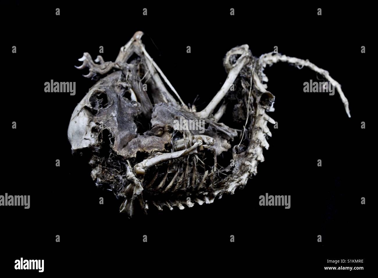 Squirrel skeleton hi-res stock photography and images - Alamy