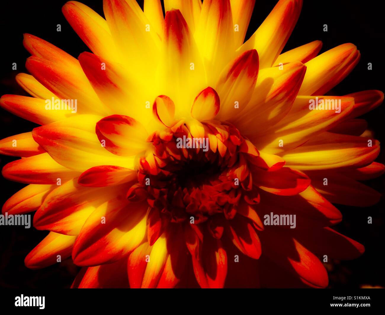 Yellow burst hi-res stock photography and images - Alamy