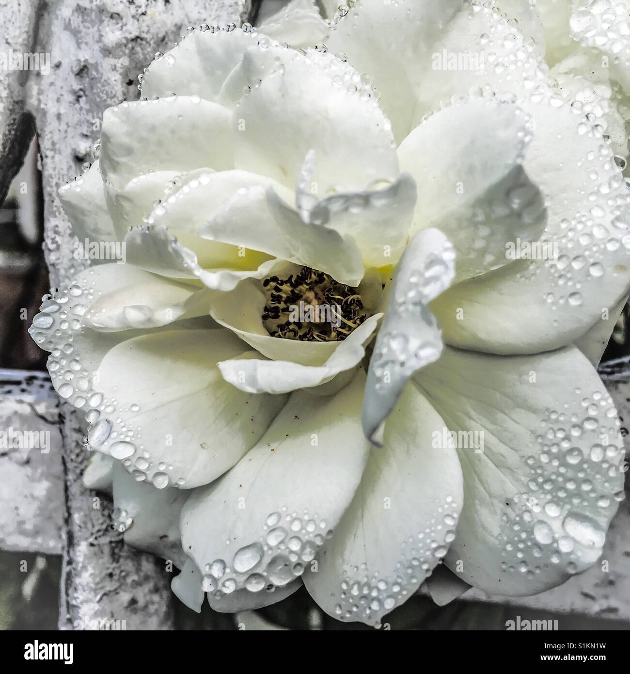 White water rose hi-res stock photography and images - Alamy