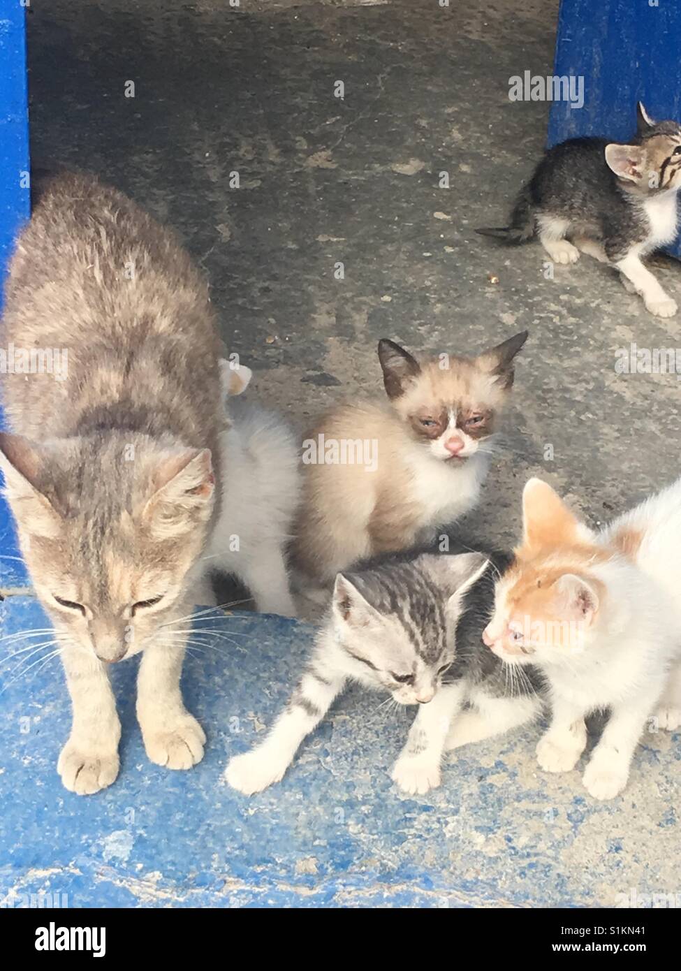 Cat family hi-res stock photography and images - Alamy