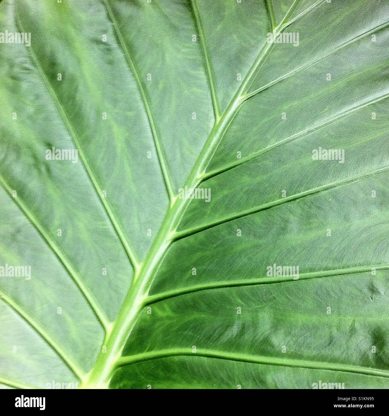 Tropical leaf hi-res stock photography and images - Alamy