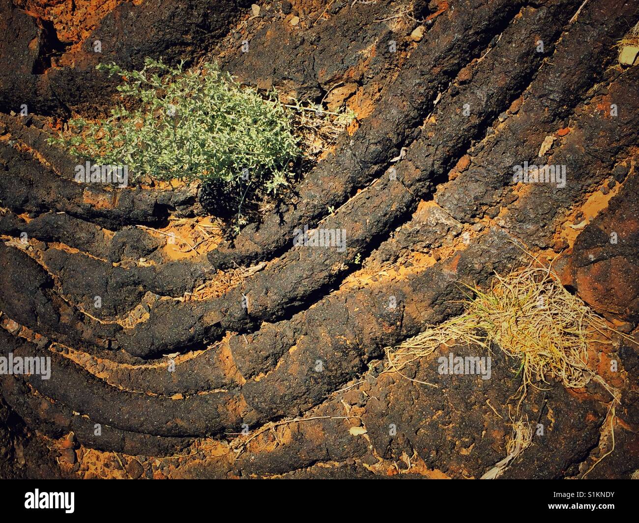 Lava flow plant hi-res stock photography and images - Alamy