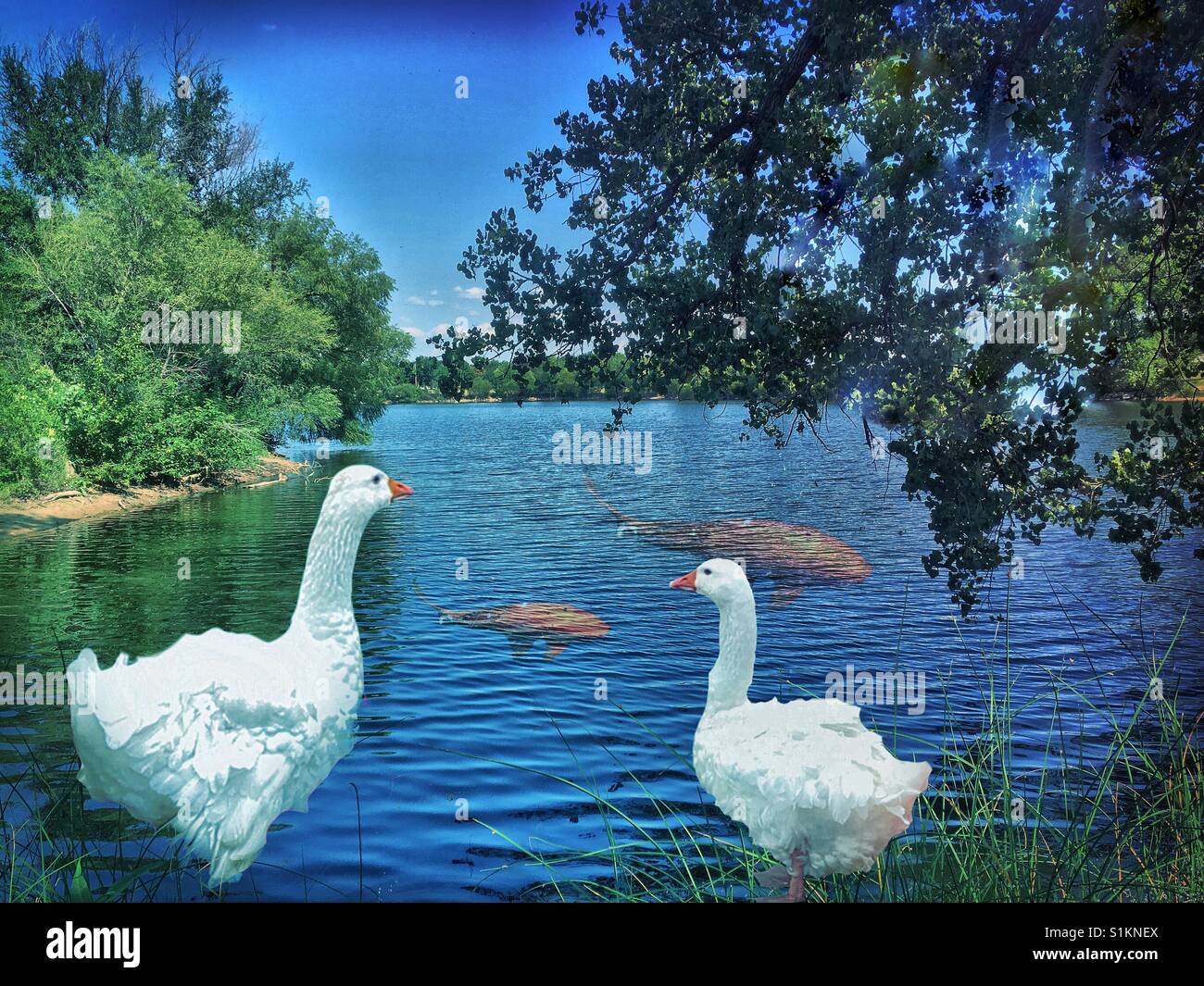 Two fish lake hi-res stock photography and images - Alamy