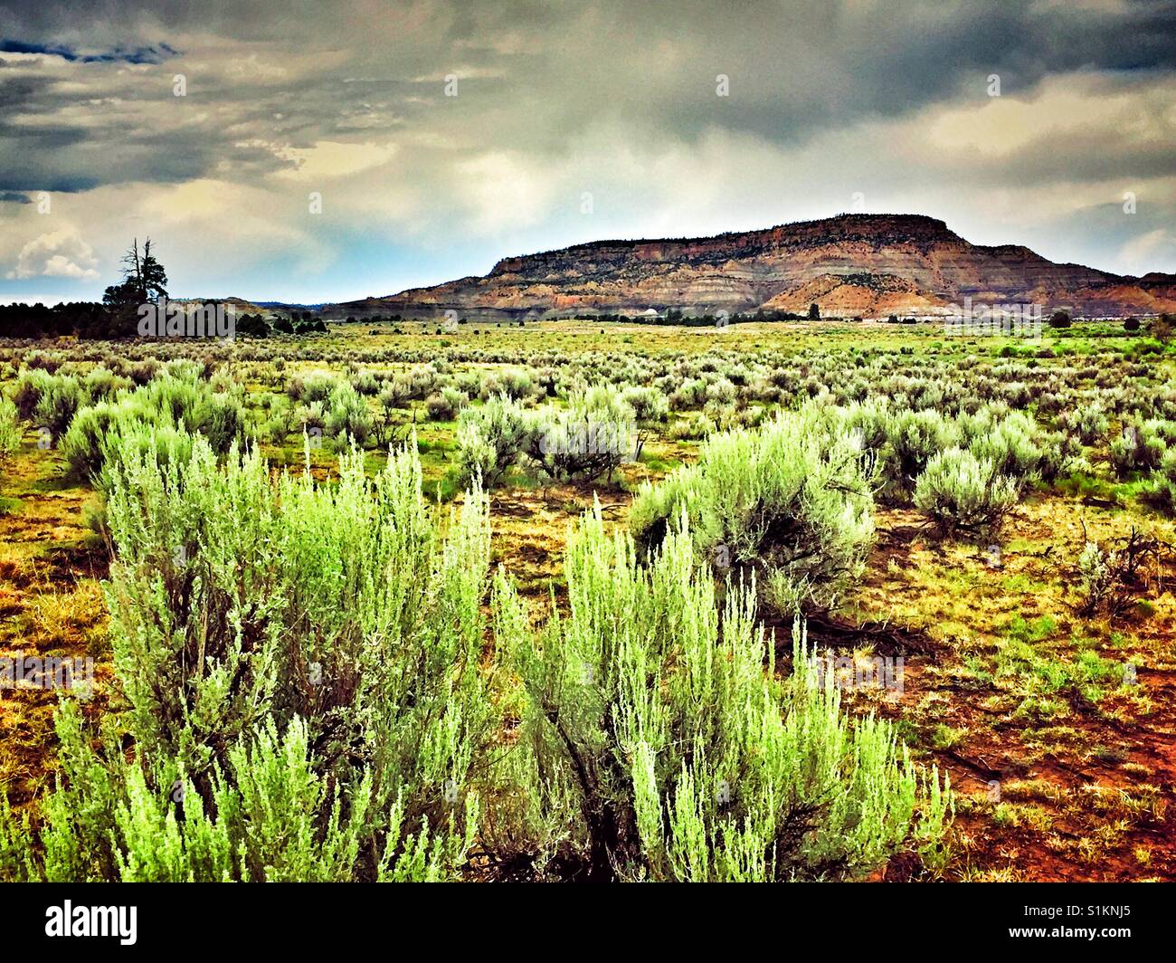 Desert scale hi-res stock photography and images - Alamy