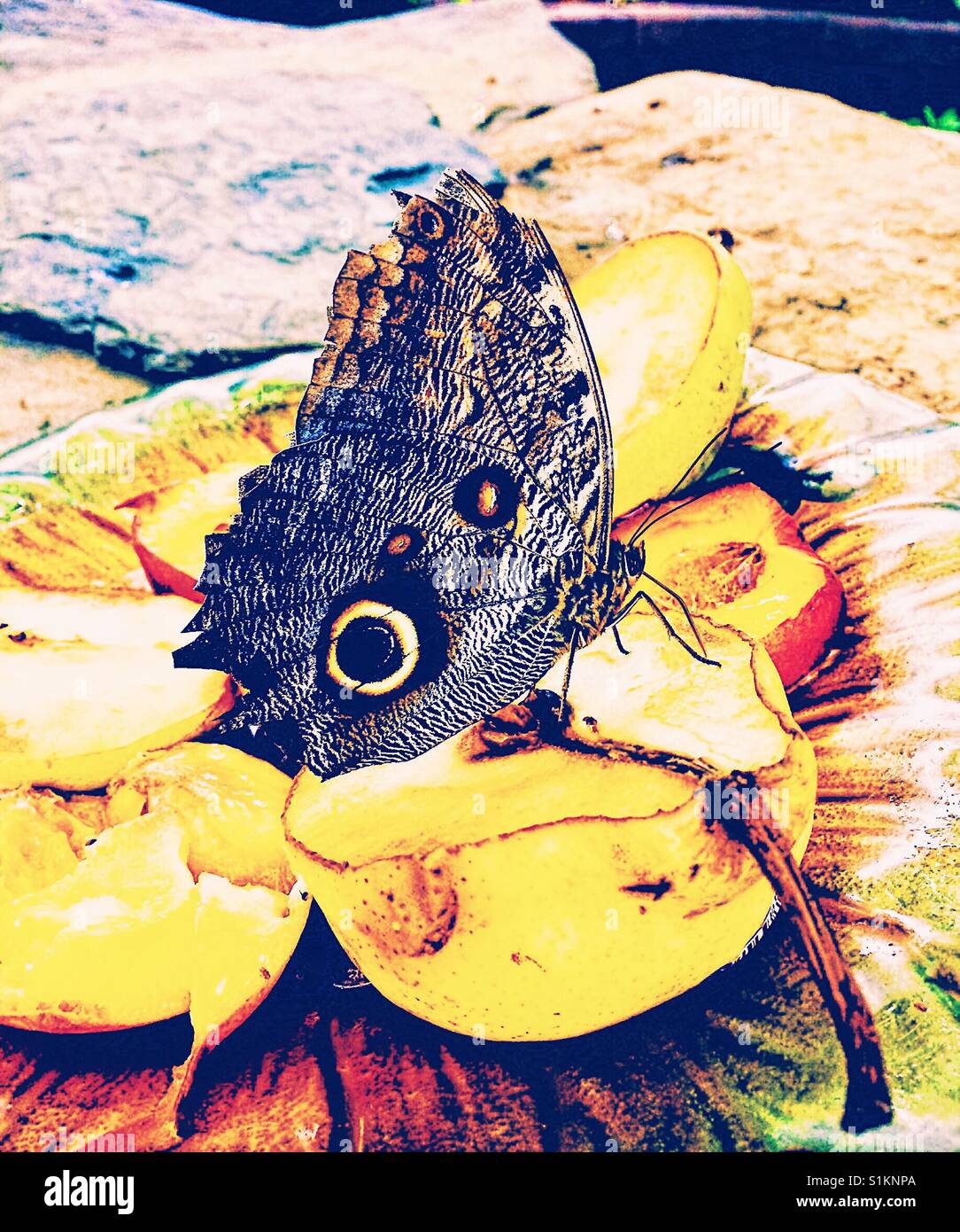 Caligo brasiliensis brasiliensis hi-res stock photography and images ...