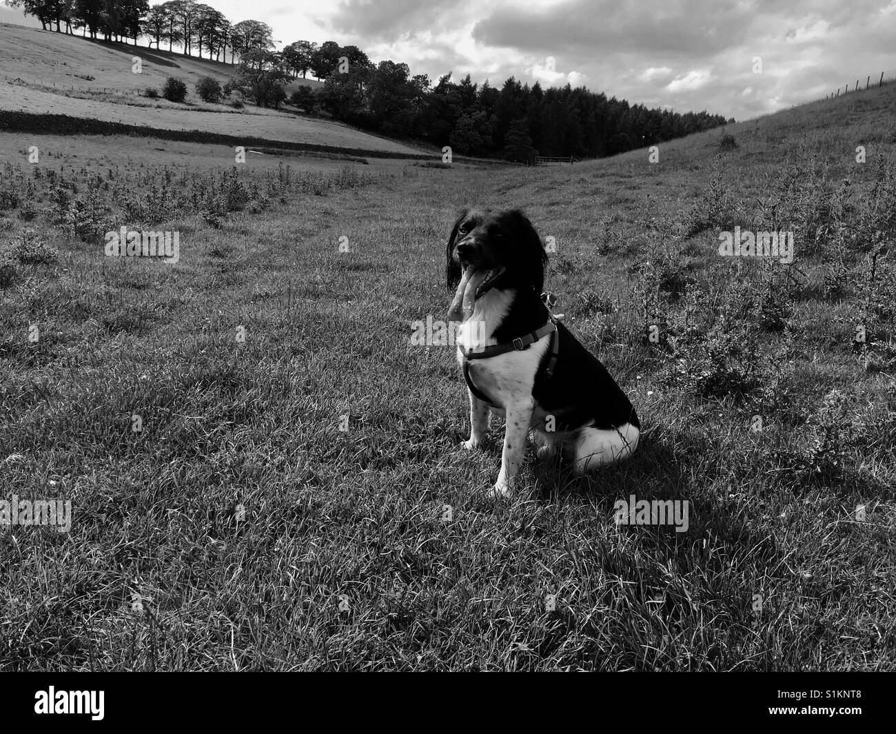 Dog landscape hi-res stock photography and images - Alamy