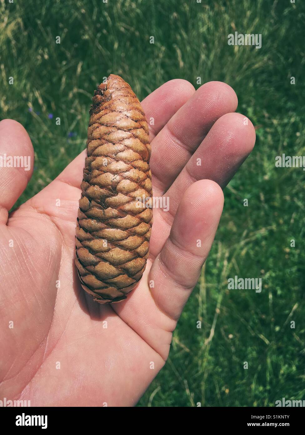 Hand holding cone hi-res stock photography and images - Alamy