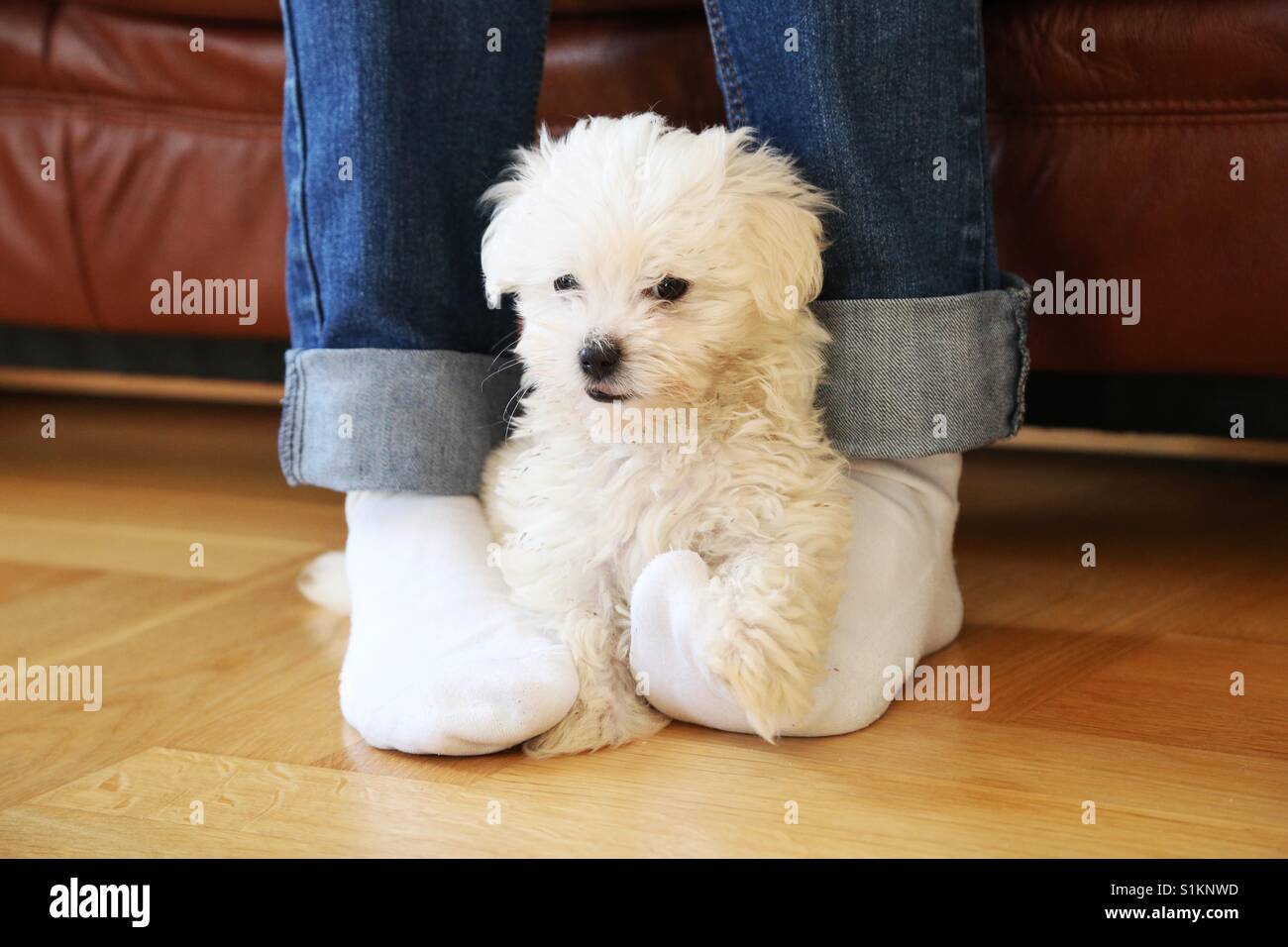Maltese puppy between legs Stock Photo - Alamy