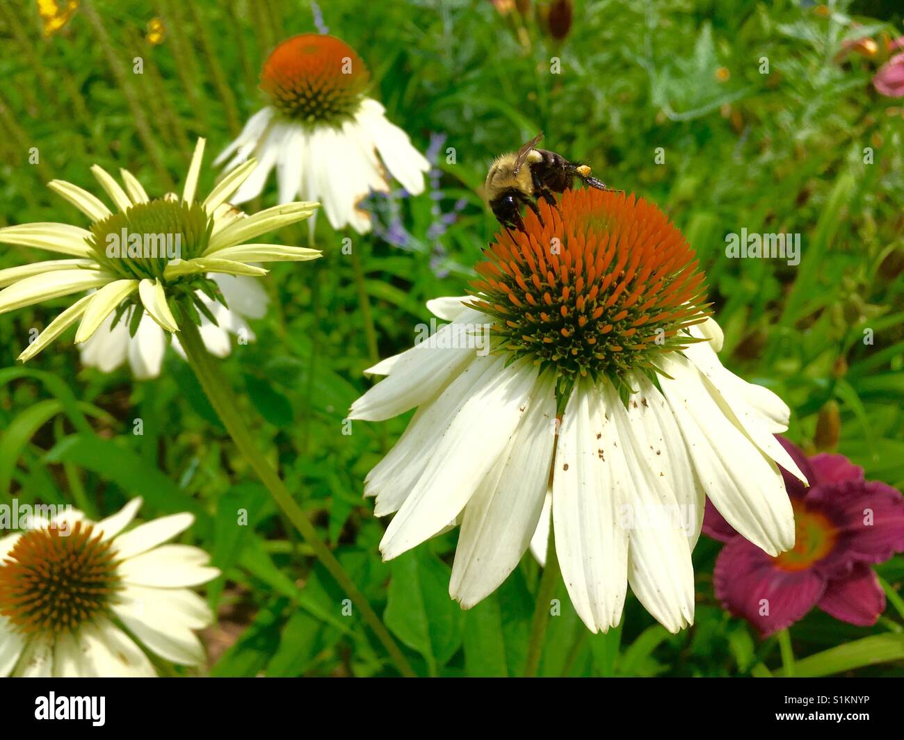 Bee gathering pollen from flowers hi-res stock photography and images ...