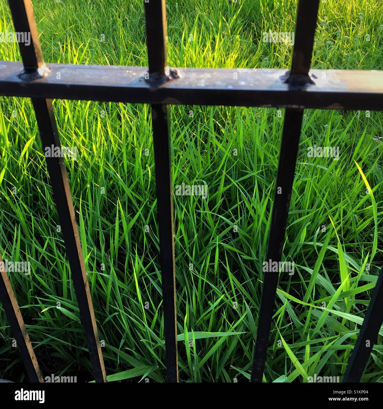 The grass is not always greener on the other side hi-res stock ...