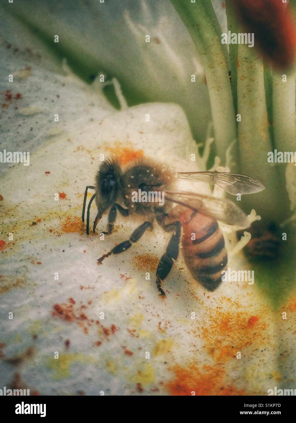 Pollen collecting insects hi-res stock photography and images - Alamy