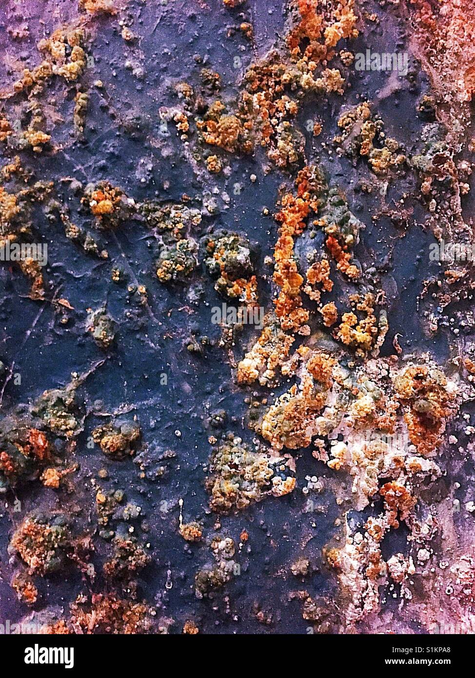 Thick textured mold spores on wall Stock Photo - Alamy