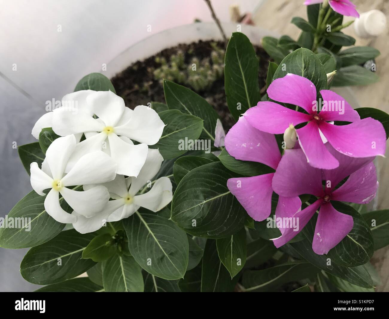 Mix of colour hi-res stock photography and images - Alamy