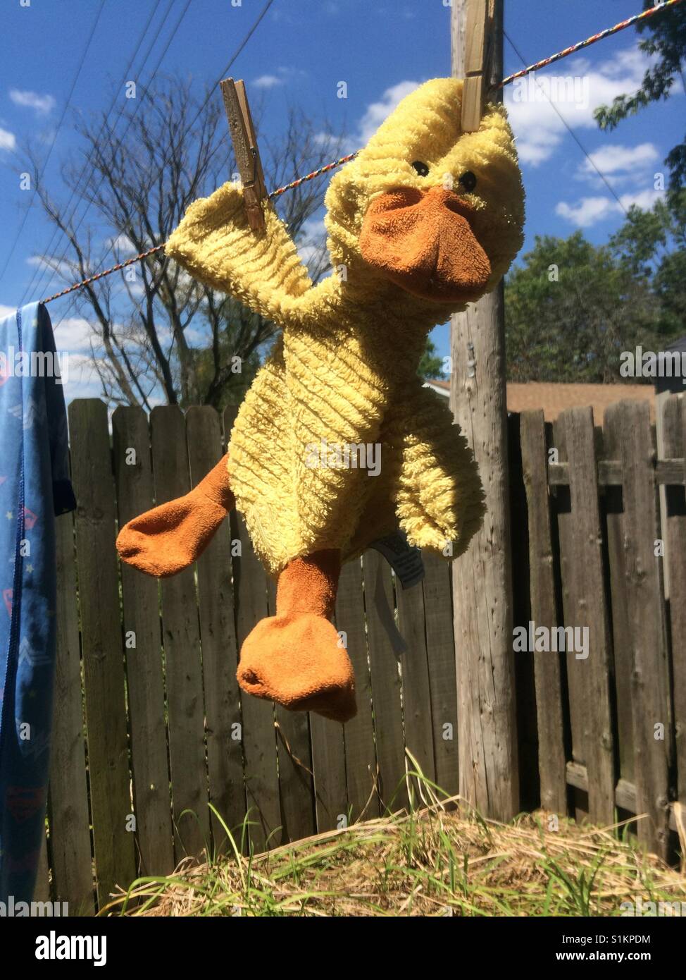 Duck drying on a line Stock Photo - Alamy