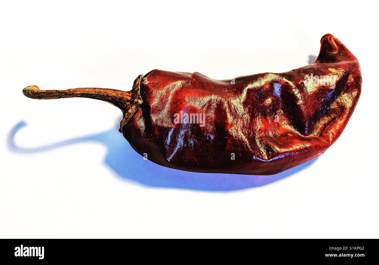 Still life chili pepper, dried, wrinkled, lone, hot red chili against a ...